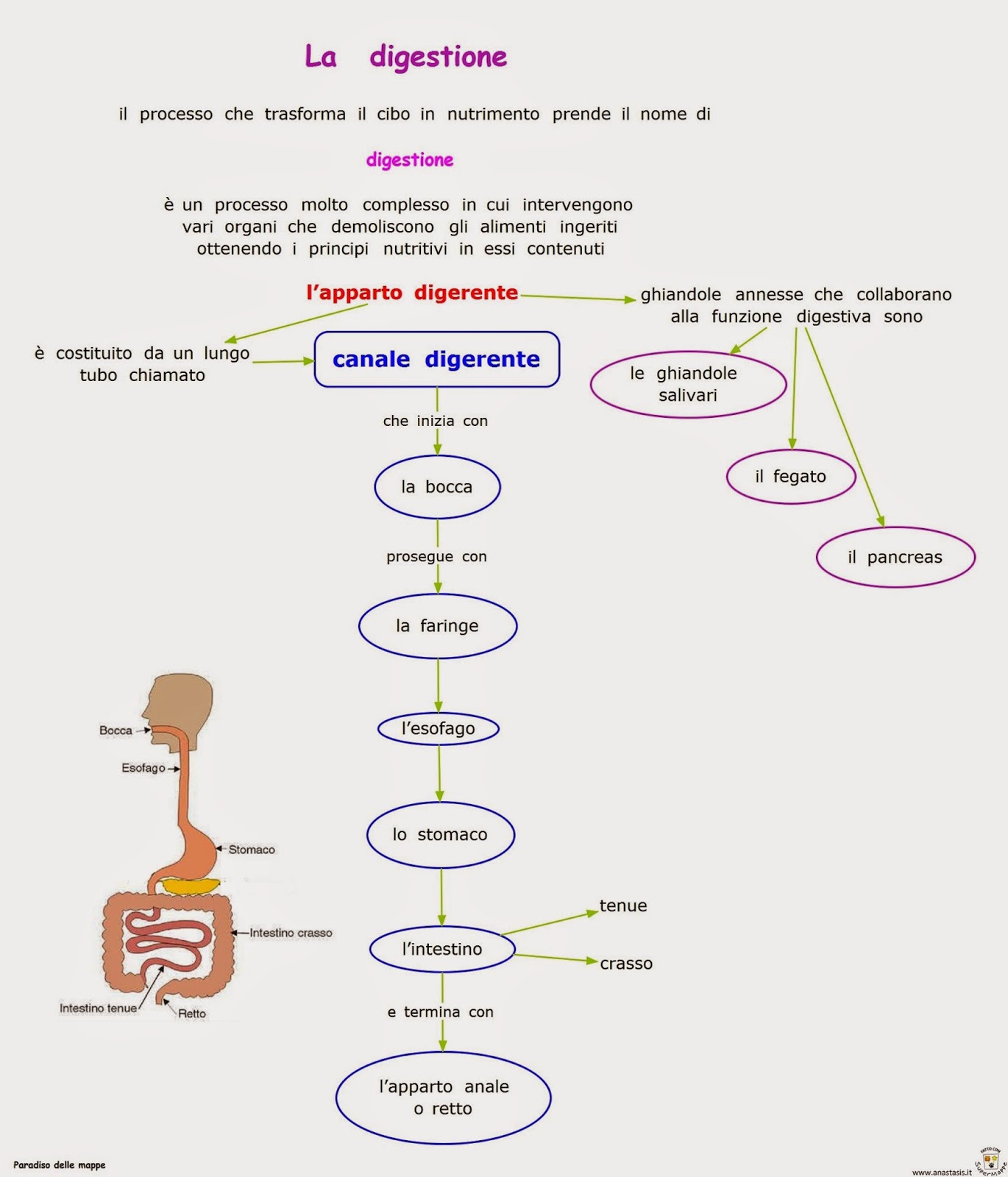 Paradiso delle mappe: La digestione