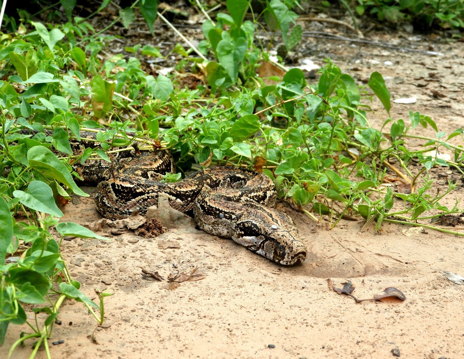 Reserva Natural Formosa: Ambientes, Flora y fauna