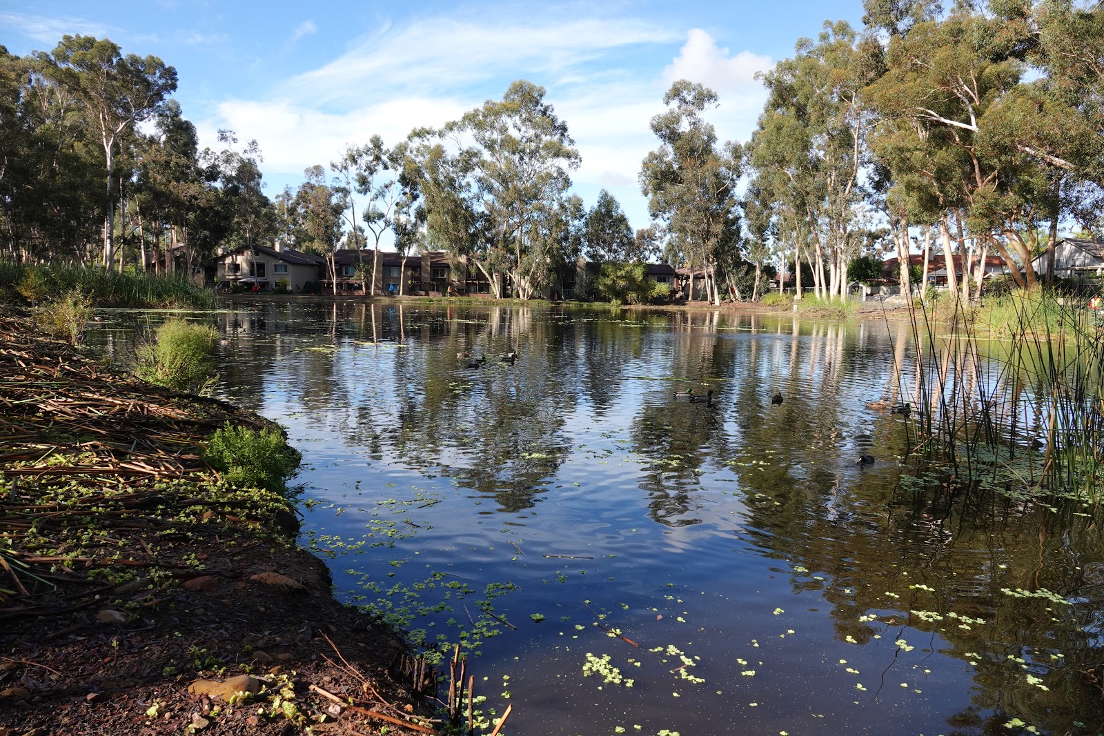 Looking for Ponds: San Diego Hendrix Pond