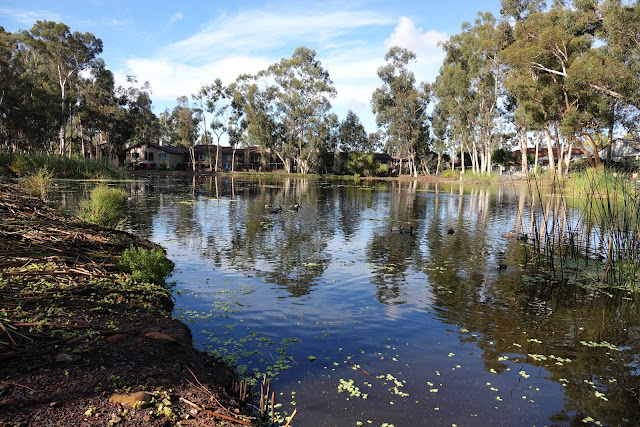 Looking for Ponds: San Diego Hendrix Pond