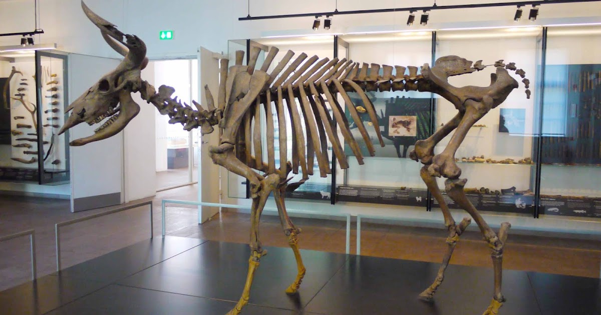 Complete Skeletons of the Aurochs (Bos primigenius)