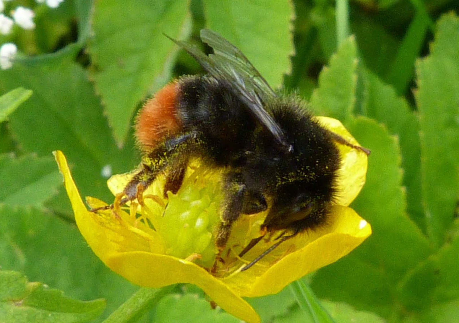 Insects of Scotland: Bees/Wasps/Ichneumons/Sawflies/Ants