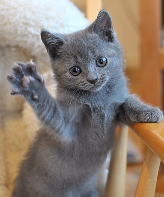 Chartreux Cat | Cute Cats