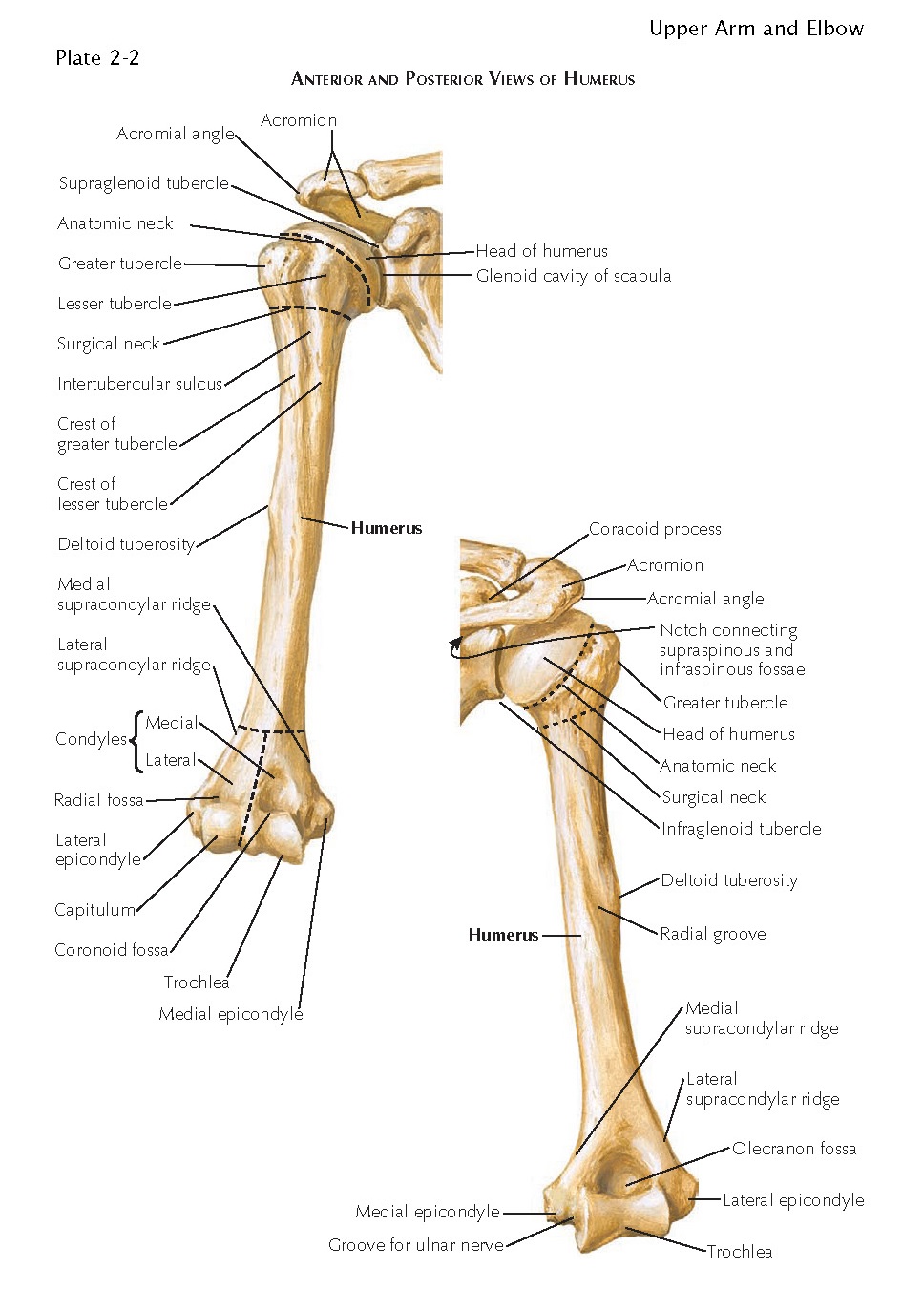 BONY ANATOMY AND LANDMARKS - pediagenosis