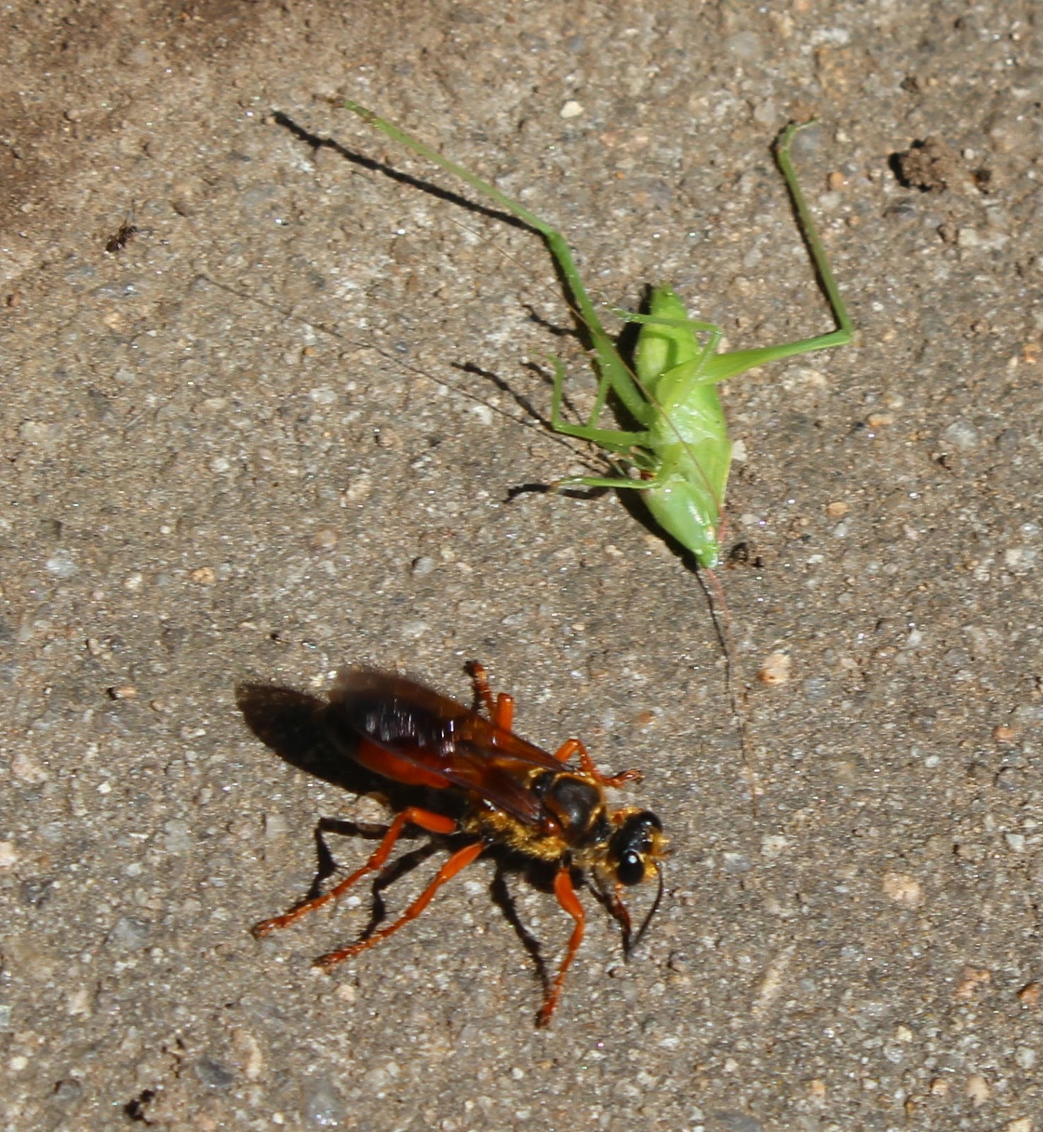 Anubis Bard: Great Golden Digger Wasp