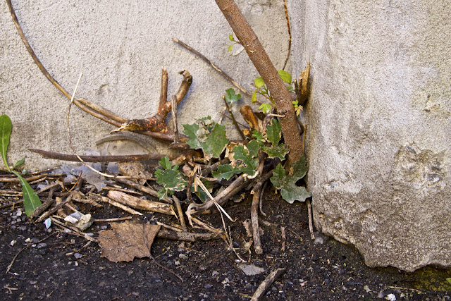Flora Urbana: Ficus johannis afghanistanica