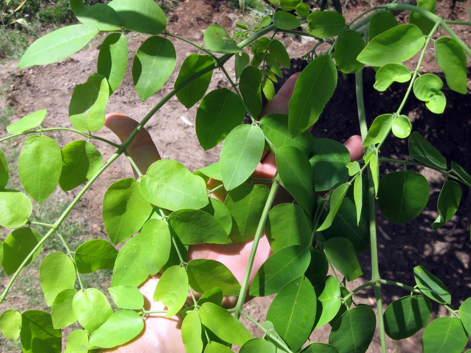 Las plantas y sus usos: Beneficios de la moringa