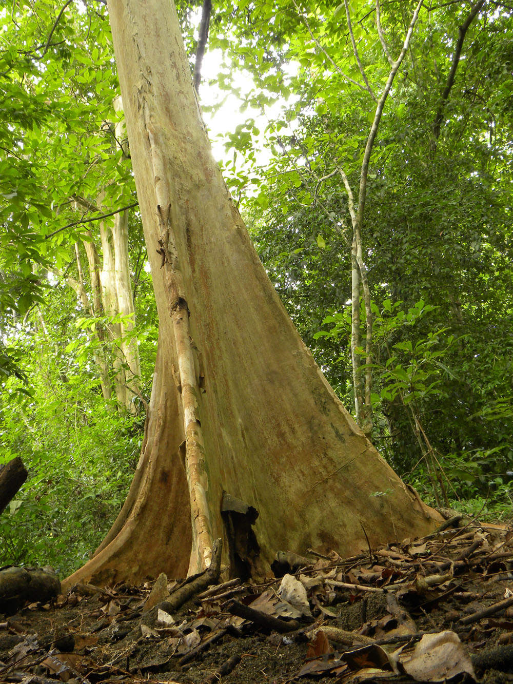 Terminalia oblonga “Guayabon o Sura” (Combretaceae)
