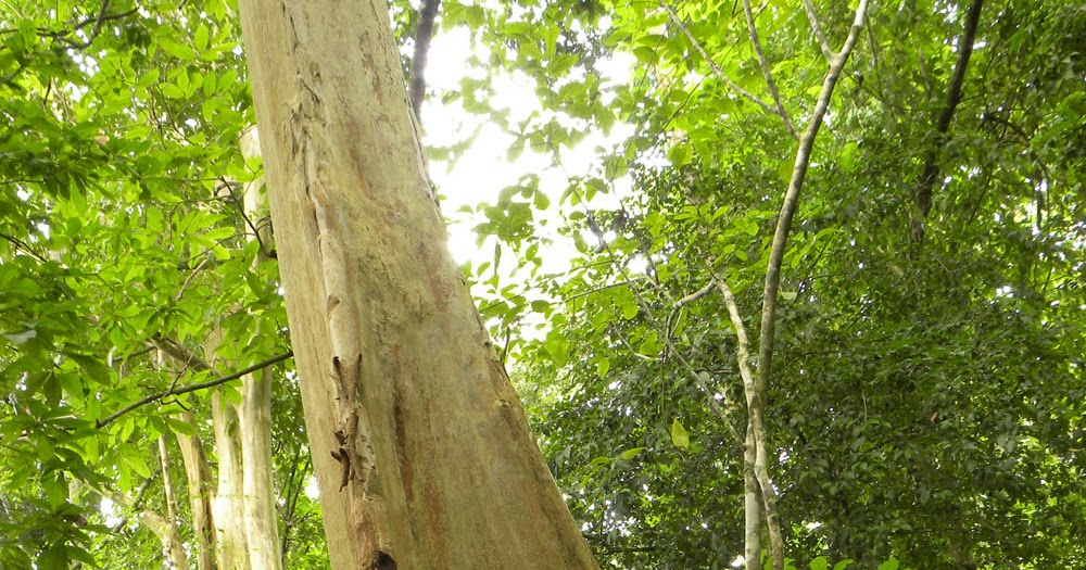 Terminalia oblonga “Guayabon o Sura” (Combretaceae)