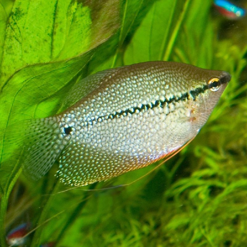 Cara Lengkap Budidaya Ikan Sepat Mutiara (Pearl Gourami)