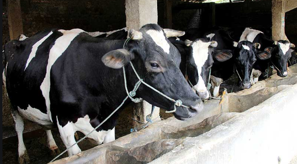 Cara Merawat Sapi Perah Agar Sehat dan Menghasilkan Susu yang Banyak - Seputar Pertanian