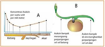 Sains: IPA-BIOLOGI: Hormon Dan Fungsi Pengendali