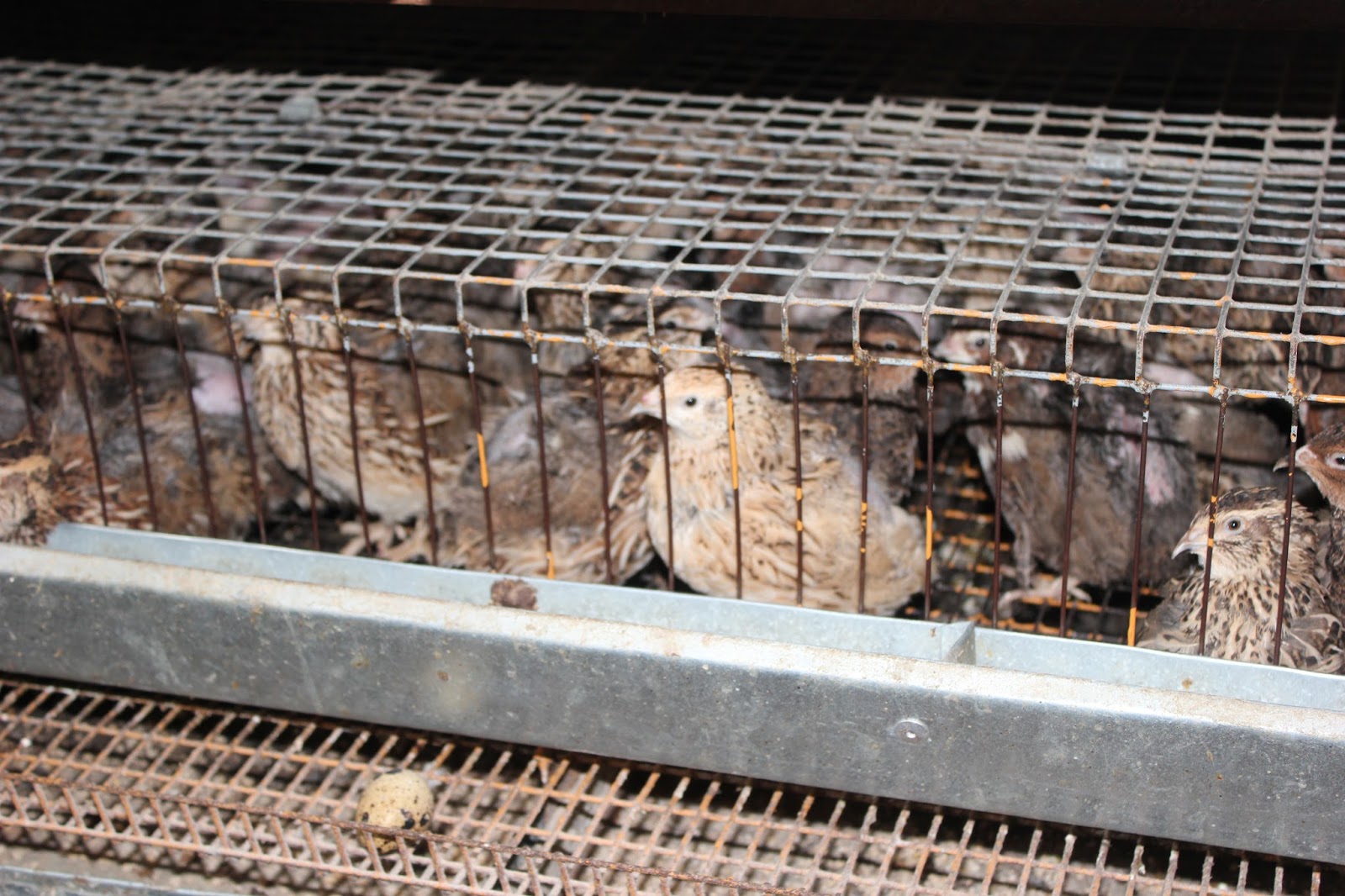 Z/S Flaveri: Paipalas