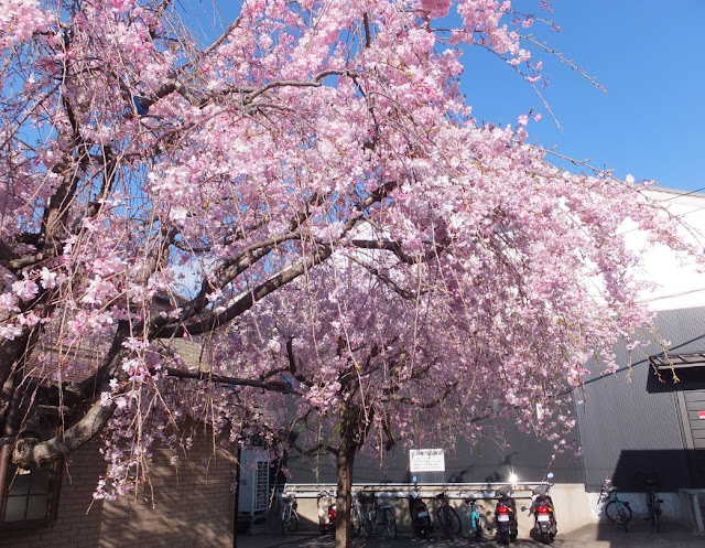 12 Tips when visiting Nara in Japan
