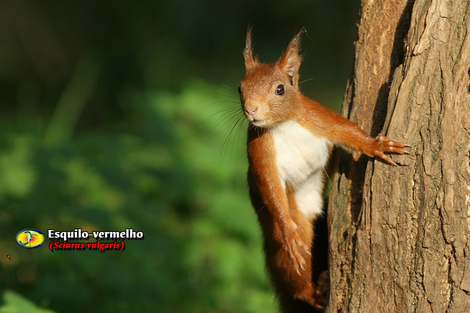 Zoologia: Esquilo-vermelho (Sciurus vulgaris)