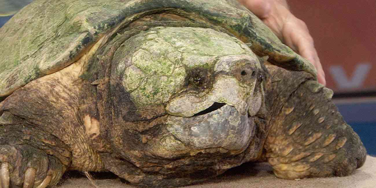 10 ANIMALS WITH DOWN SYNDROME WHOSE PHOTOS WILL MELT YOUR HEART - BIG NEWS