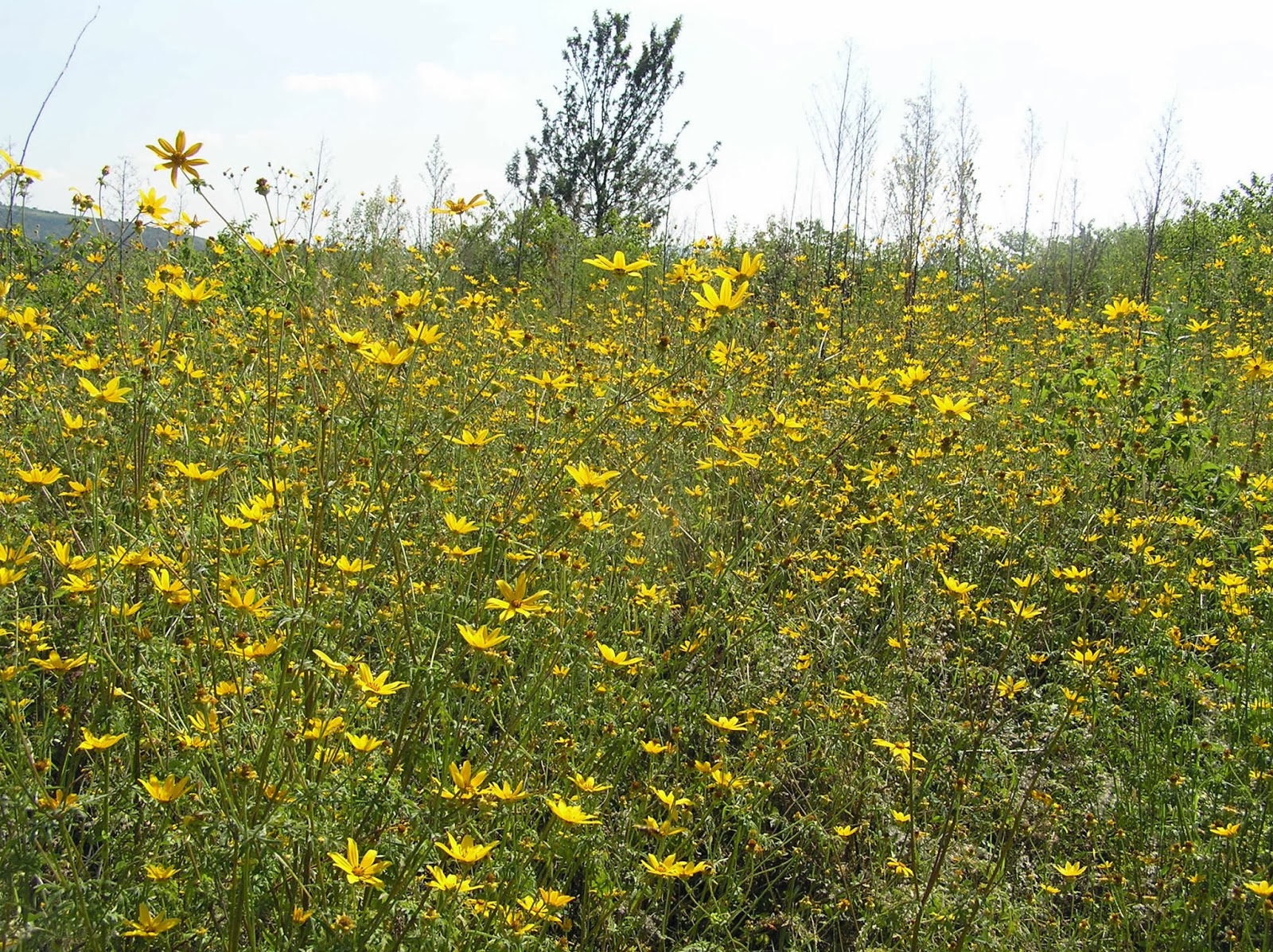 Earth on the Wing: Flowers of Rwanda