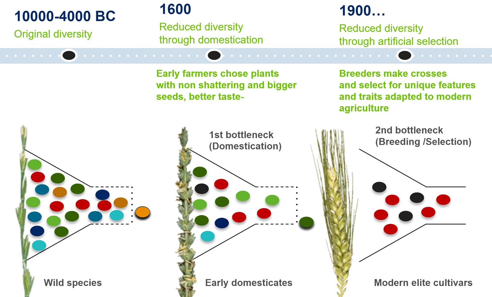 A Transgenic World: Science for Kids: Population Genetics with PTC paper