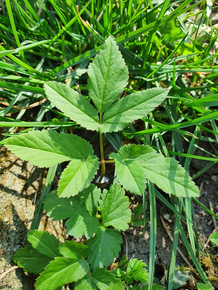 Jedzmy podagrycznik!