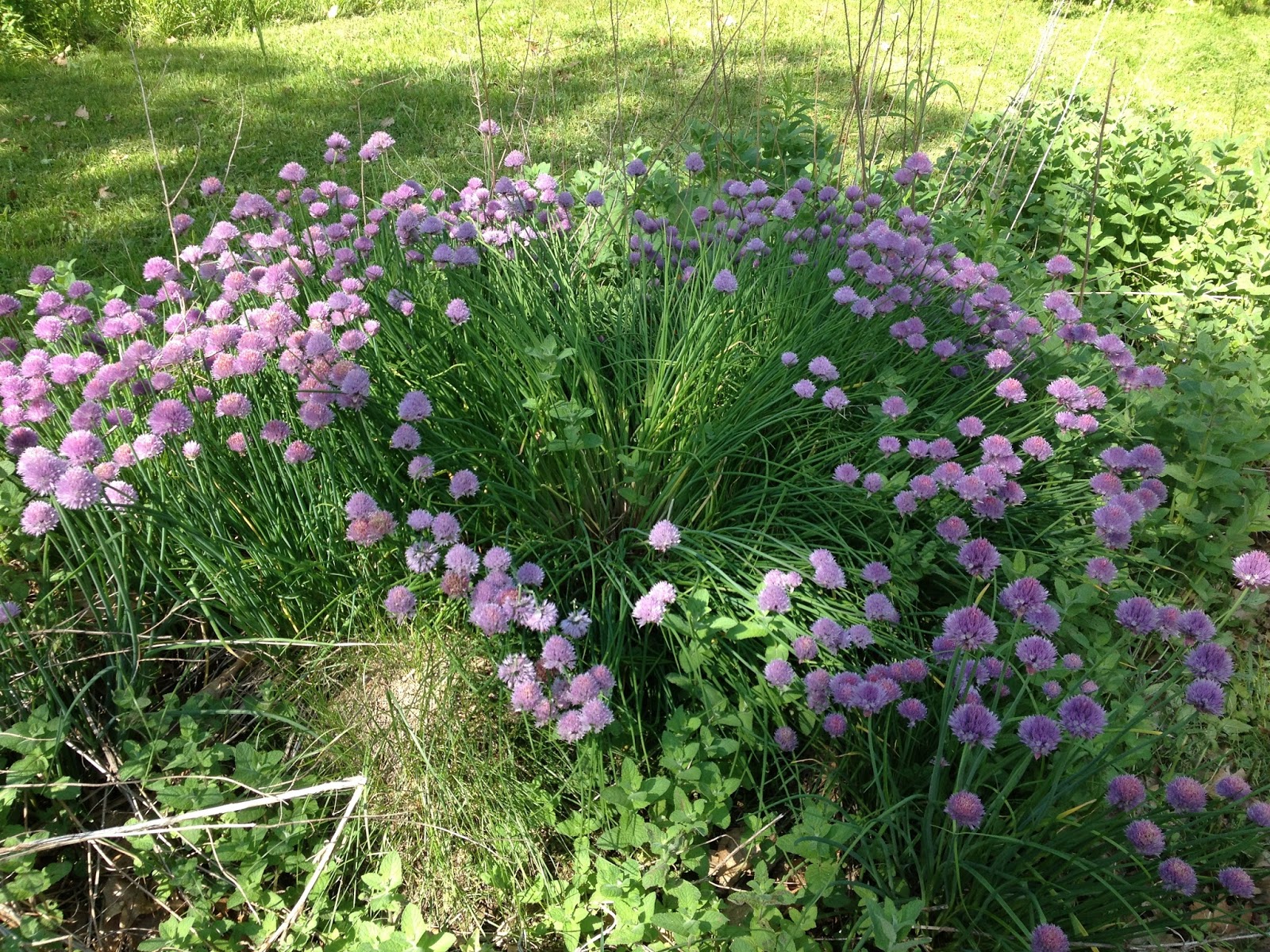 Sprouts: Herbs: Gigantic Chive Patch