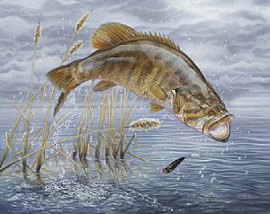 Bass Fishing Tips and Techniques: Fishing for Largemouth Bass