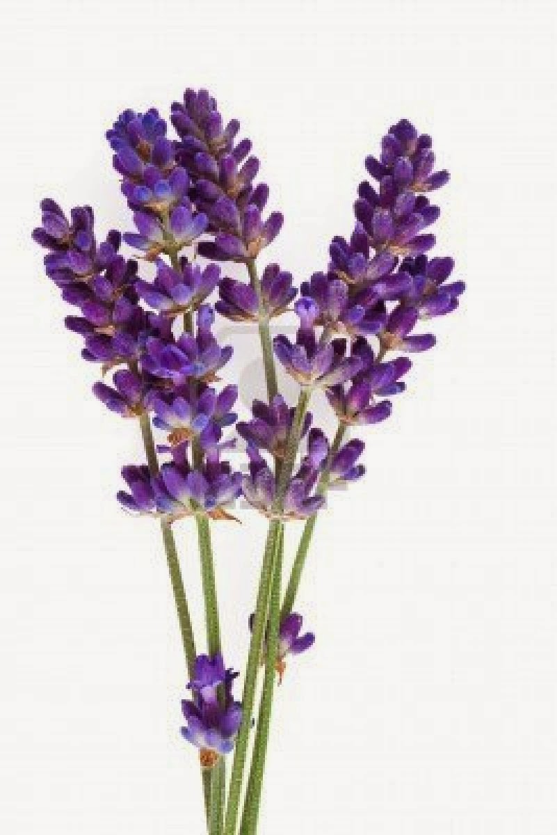 LAVANDA