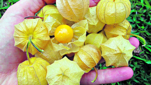 Tudo sobre o Canapum, Camapu, Joá-de-capote ou Saco-de-bode (Physalis ...