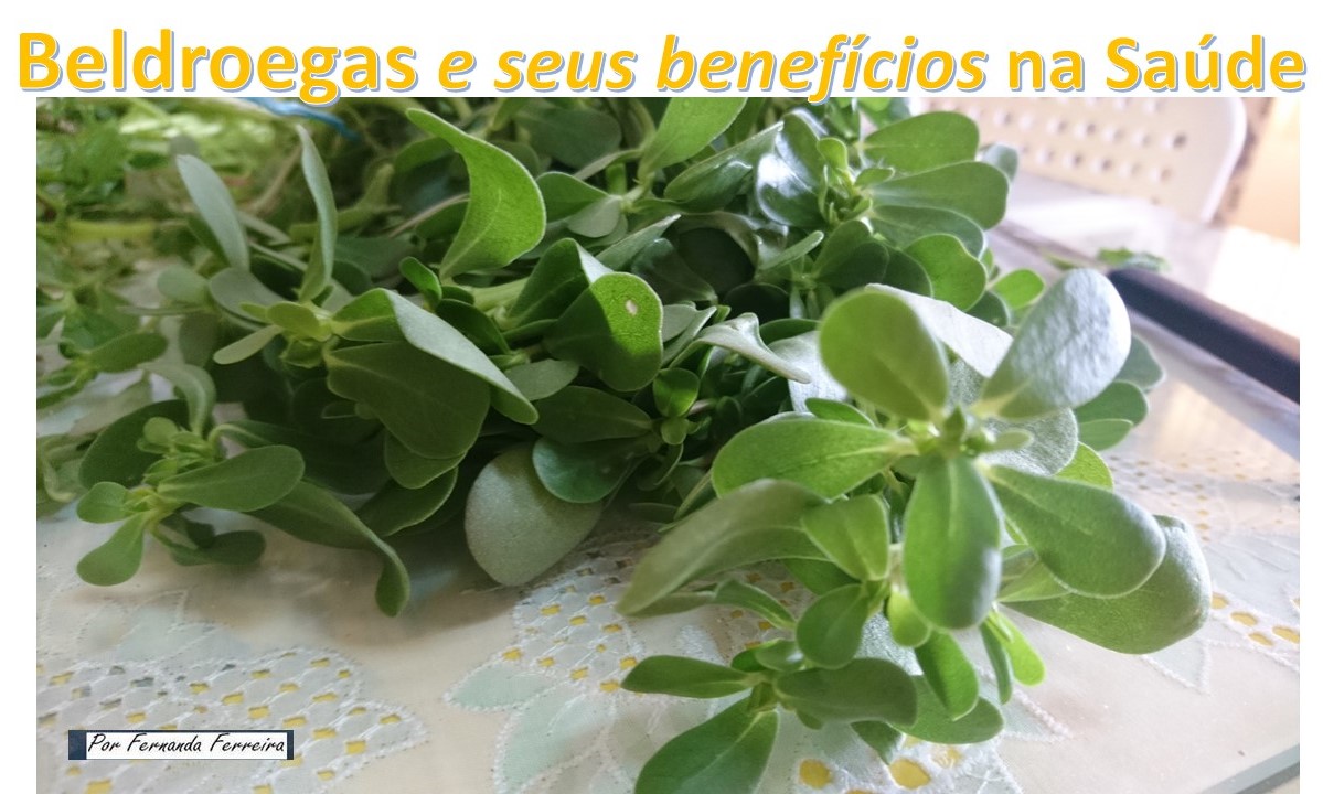 Casa da Saúde: Beldroegas e seus benefícios