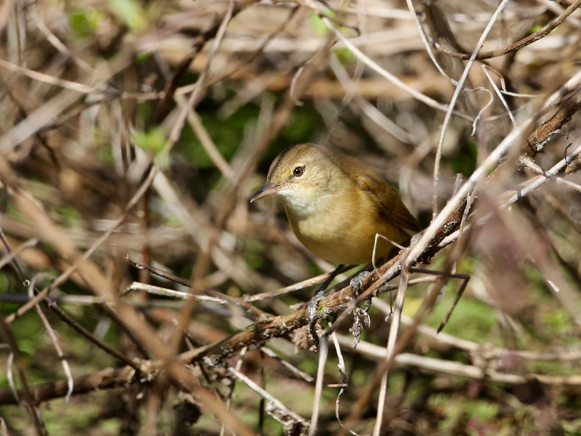 Avithera: Australian Reed-Warbler