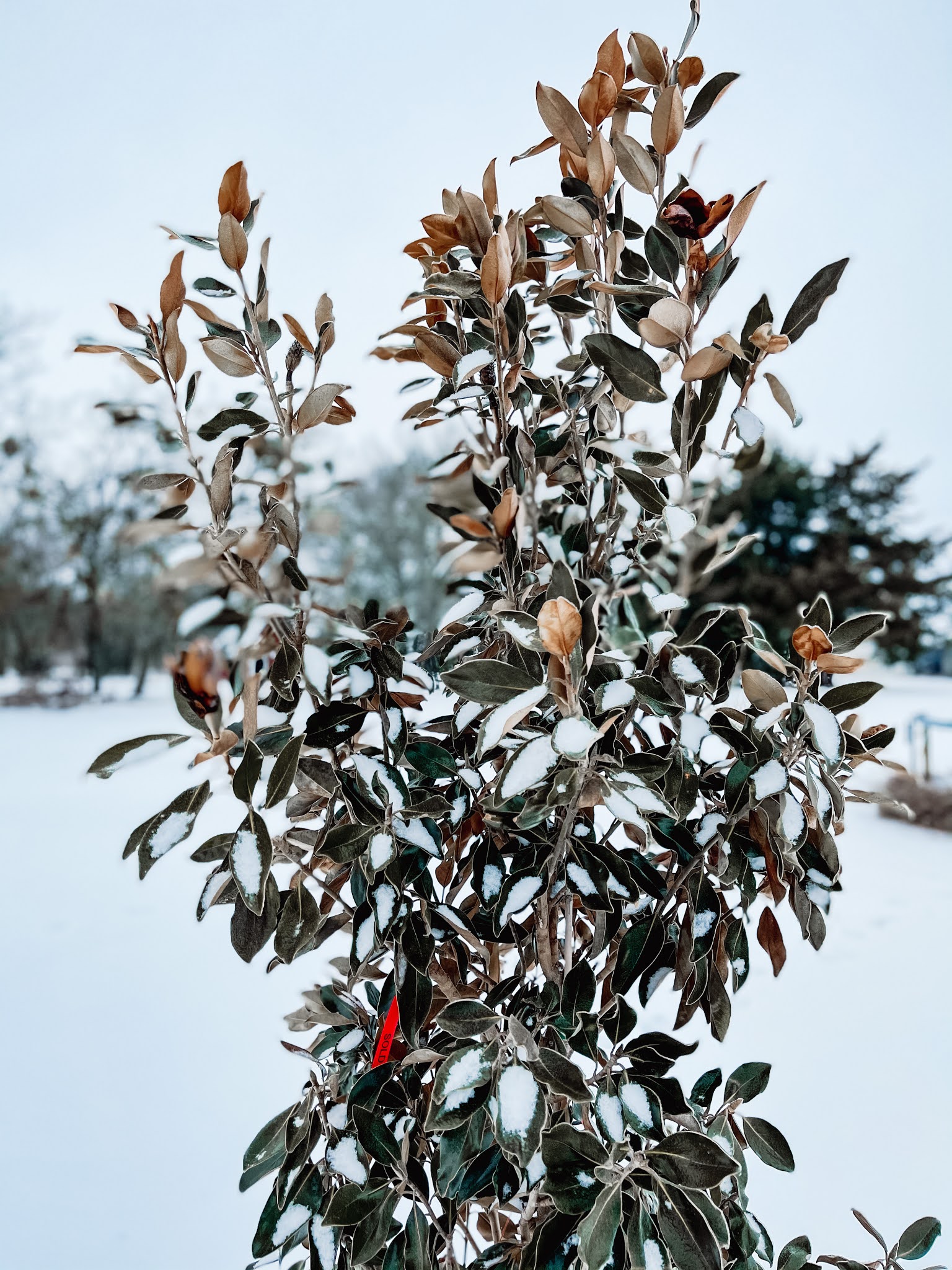 {Texas Snowpocalypse // 2021} - HALL AROUND TEXAS