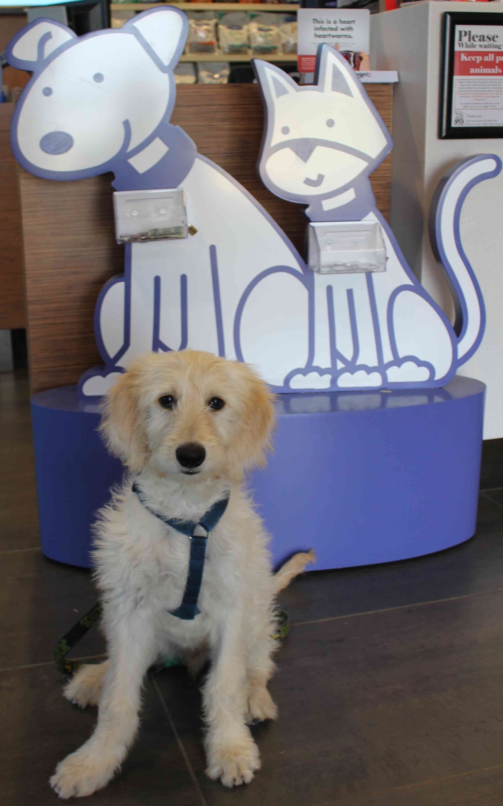 Goldilocks & Her Doodle: Bionic Puppy