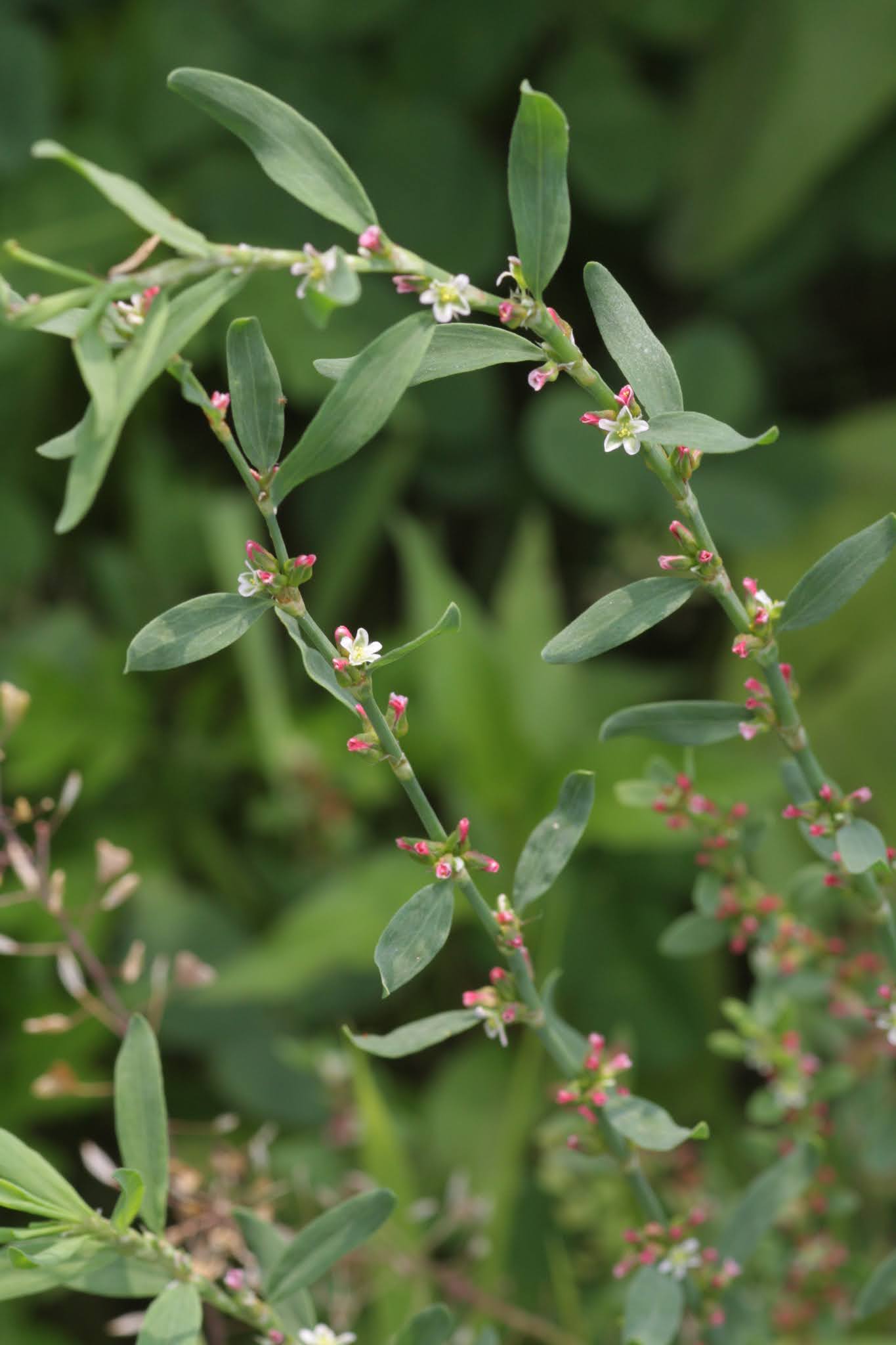 Variety of Life: Polygonum