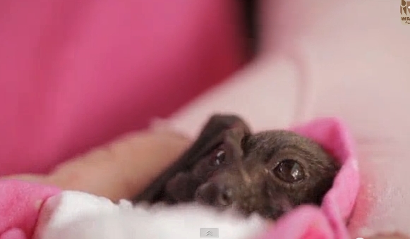 White Wolf : Ruby, Orphaned Flying Fox Baby May Be the Cutest Thing You ...
