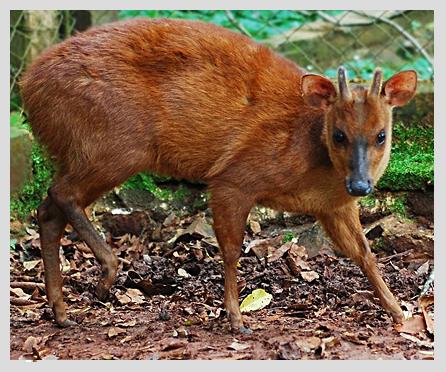 Mamíferos y marsupiales mammals of the earth: Corzuela enana (Mazama ...