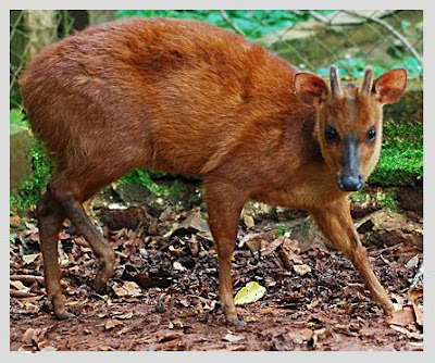 Mamíferos y marsupiales mammals of the earth: Corzuela enana (Mazama ...