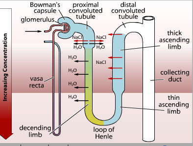 Excretory System: Kidney and Nephron Animation