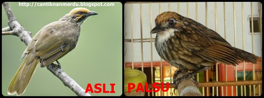 Budidaya Burung: Kenali burung Cucak rowo yang palsu agar tidak tertipu