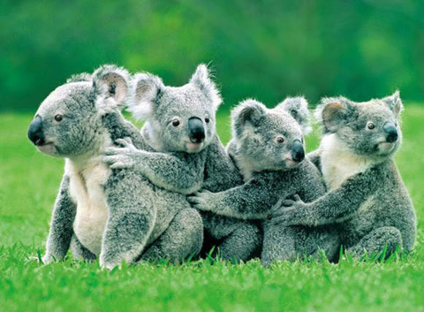 koalas/ una población en aumento | ecología y animalismo