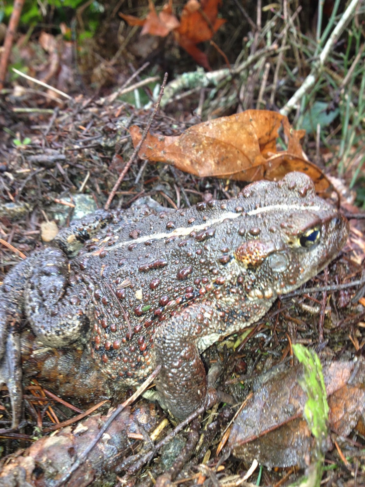 Cowichan Valley Western Toad Project: 2014