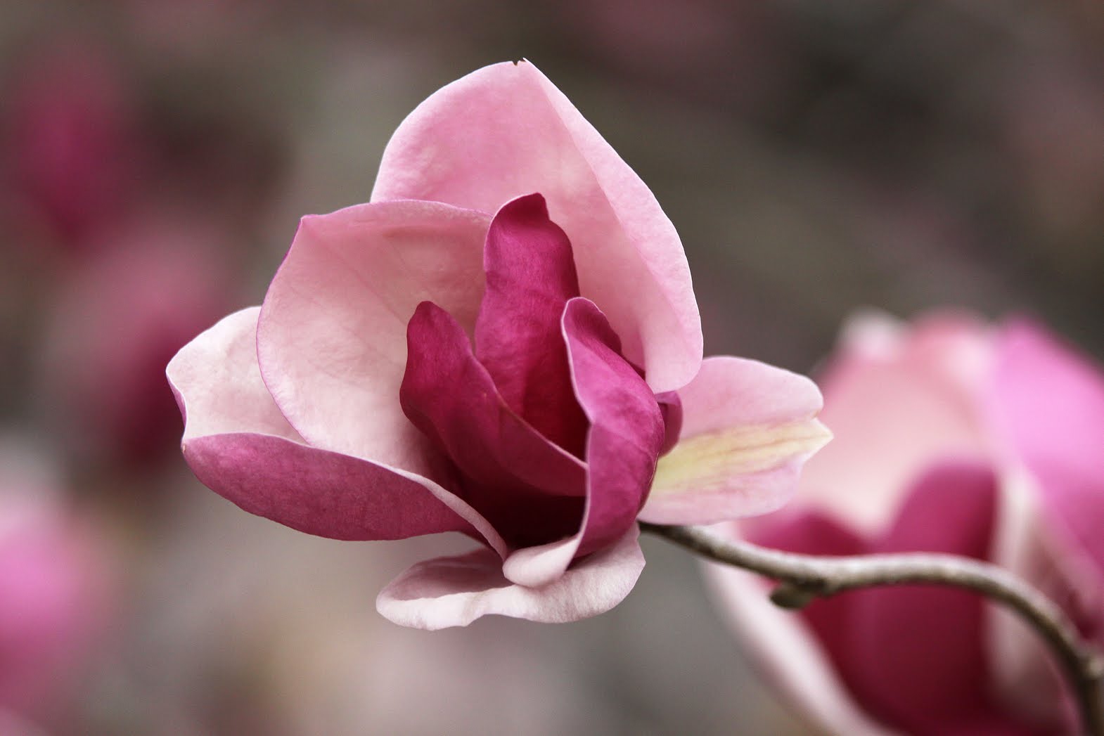 Southern Lagniappe: Pink Magnolias