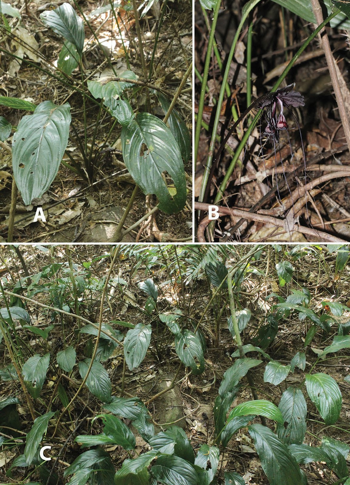 Species New to Science: [Botany • 2018] Tacca khanhhoaensis (Taccaceae ...