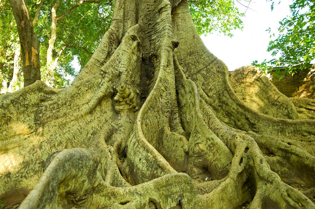 Ciências Biológicas: Morfologia Externa das Raízes (Organografia)