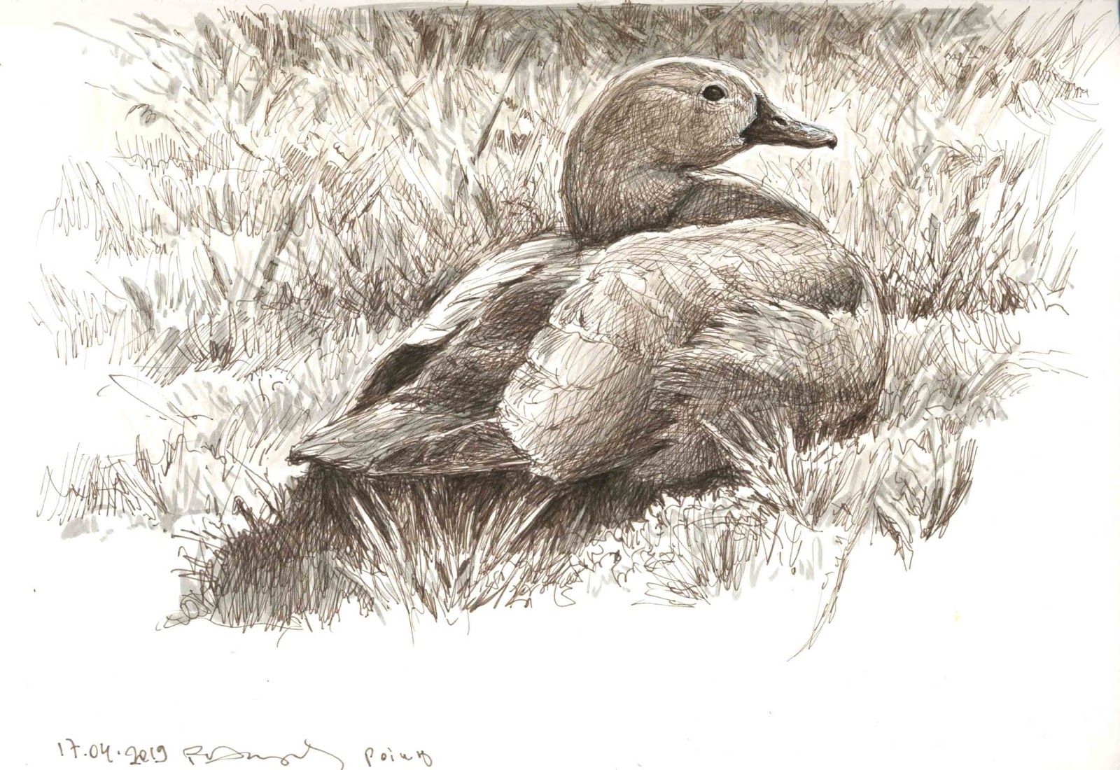 Ruddy shelduck -Moose studies in Wildpark Poing