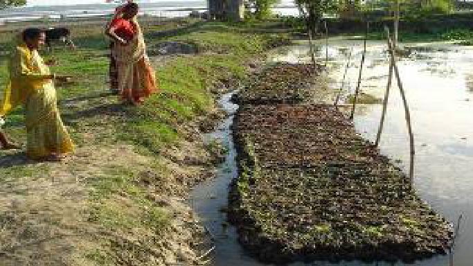 Floating vegetable Cultivation: Floating vegetables cultivation