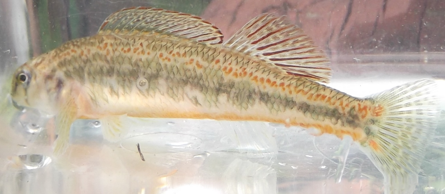 2012 Fish Big Year: Tennessee Trip Part II- Fish List and Photos