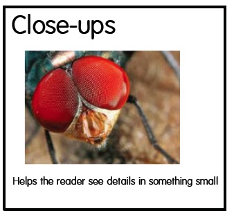 Joyful Learning In KC: Nonfiction Text Features