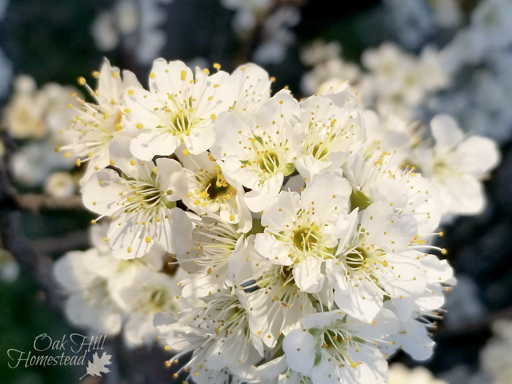 Spring in the Orchard: a story of anticipation and hope - Oak Hill ...