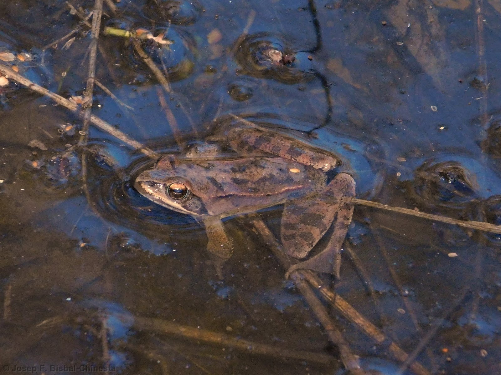 (Paleo-)Herpetología: Rana dalmatina - Rana ágil