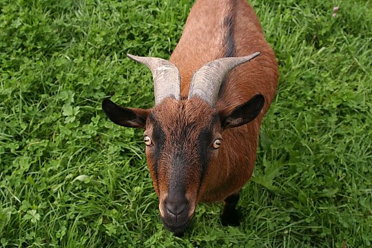 Farma Koza Stranjik: Alpska Koza