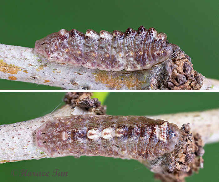Butterflies of Singapore: Life History of the Banded Royal